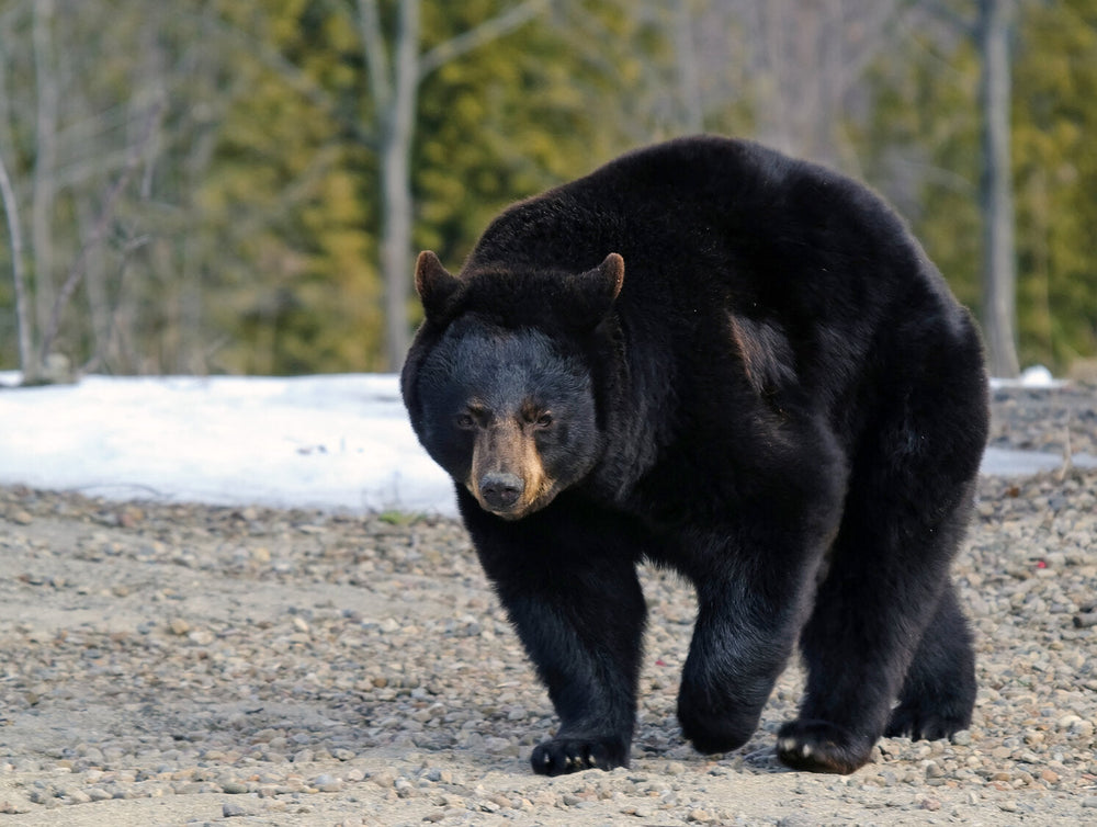 La chasse à l'ours noir : entre patience et adrénaline – Ecotone